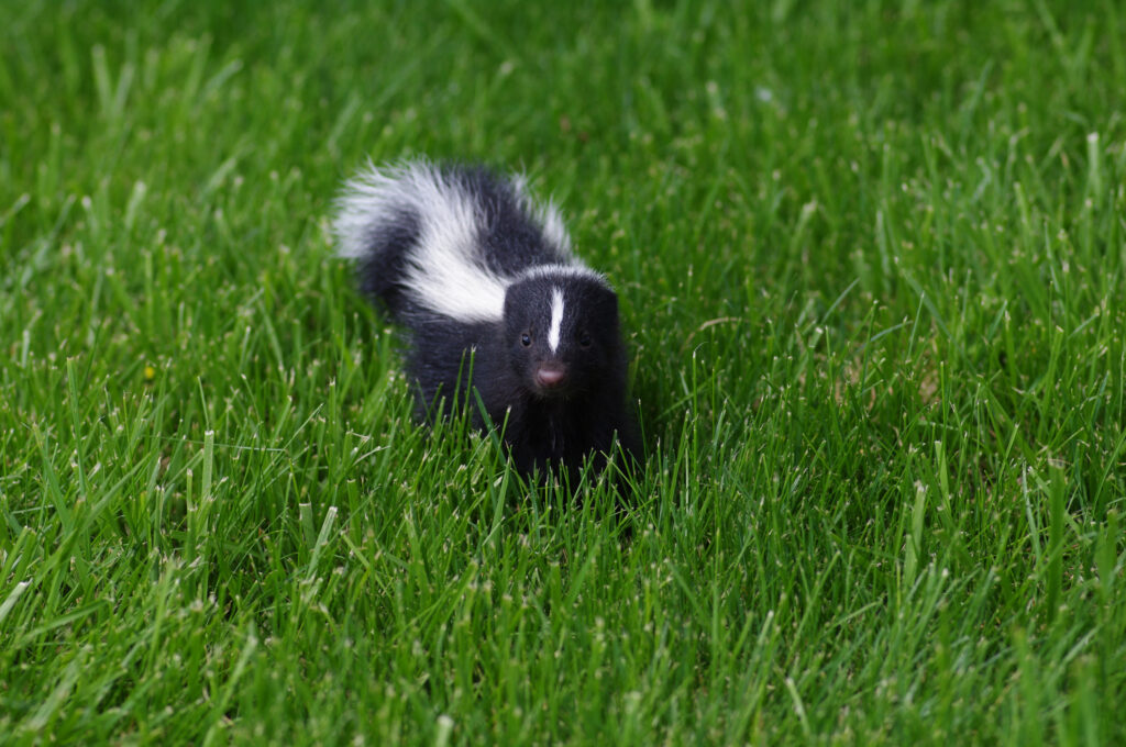 Skunk Removal in Portland & Vancouver | Humane Skunk Control