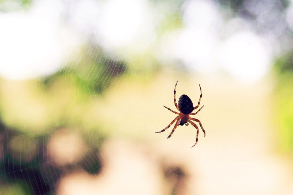 Spider Control in Portland & Vancouver | Local Spider Exterminator